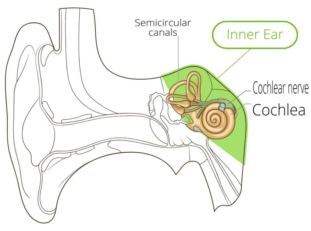Pengertian Telinga Meliputi Bagian-Bagian Telinga dan Fungsinya Secara ...