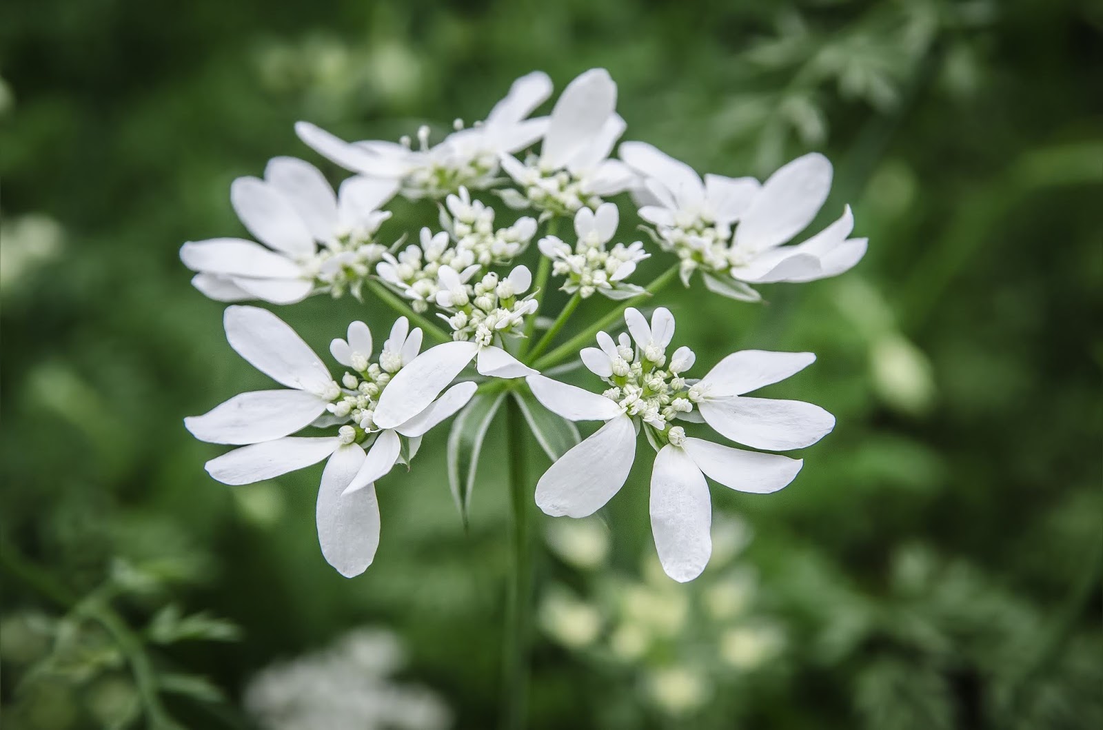 małe zielone miejsce: Orlaja wielokwiatowa
