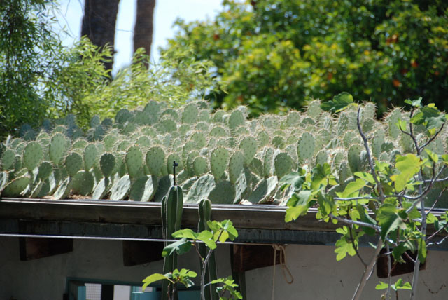 paradis express: Cactus roof by Steve Martino