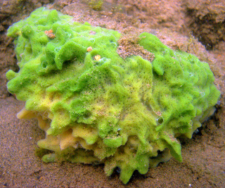 Biology Tutorials: Animal Kingdom Invertebrates