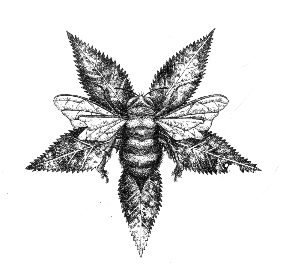 Mister Beaudry's drawings...: Progress of my bee drawing...