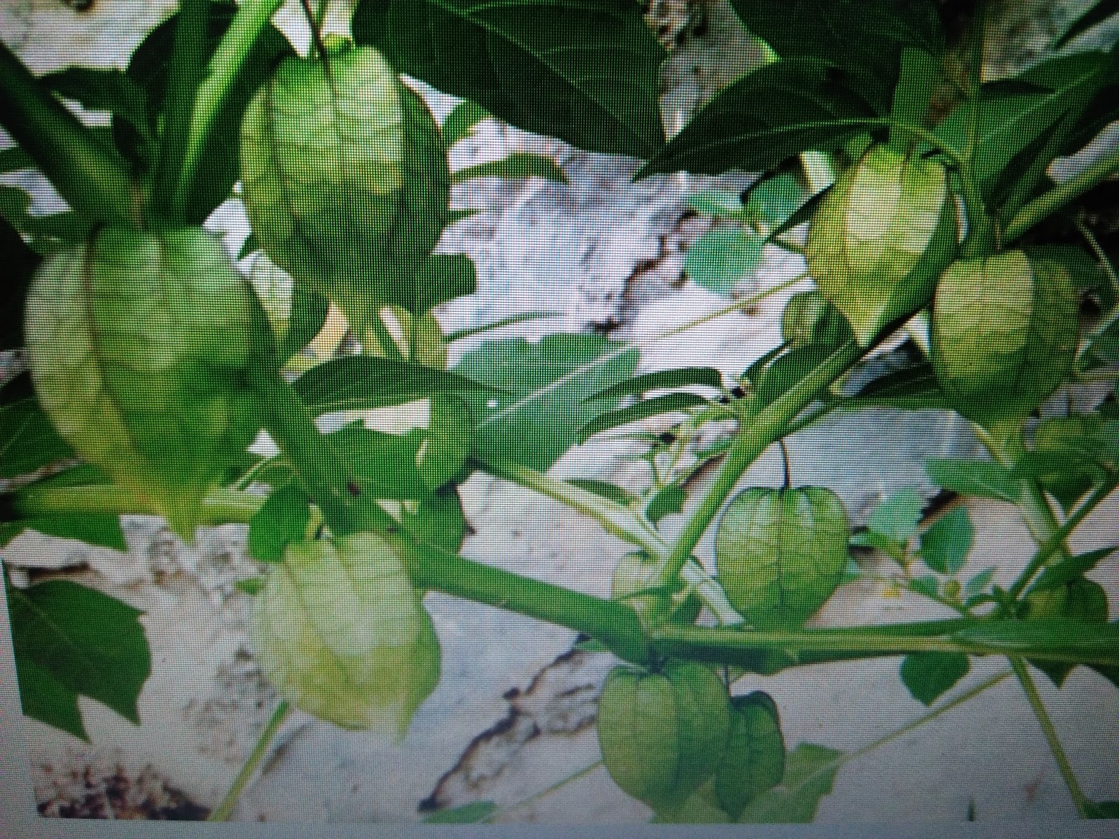 Fuziah Sulaiman blog: Galeri Terapi Alam : Pokok Letup-letup Kelambu ...