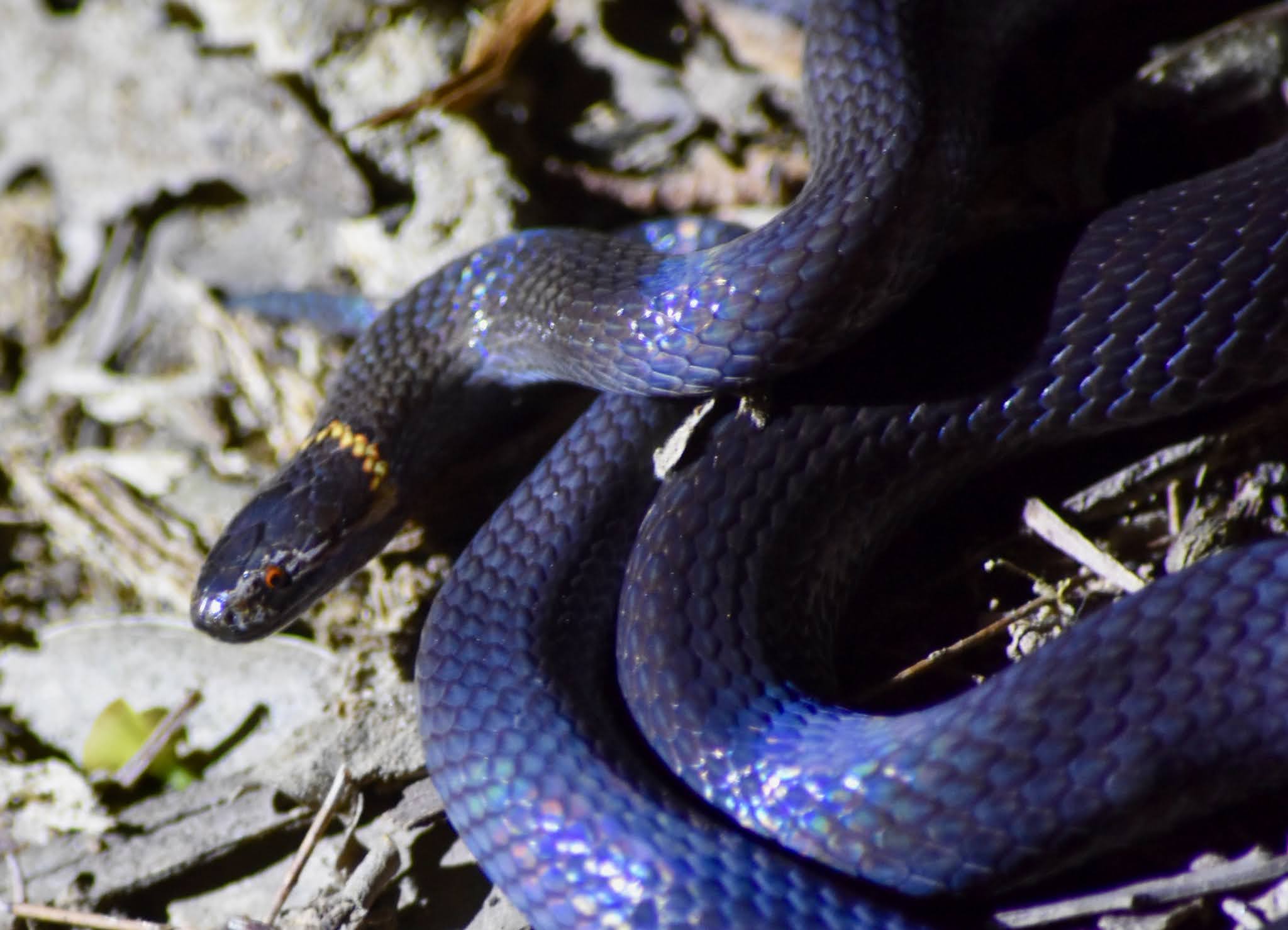 9001 REPTILES: SOUTHERN DWARF CROWNED SNAKE