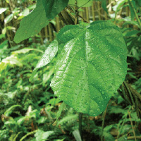MEDICINAL PLANTS FROM THE AMAZON