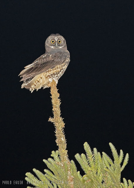 mis fotos de aves: Asio stygius Lechuzón Negruzco Stygian Owl