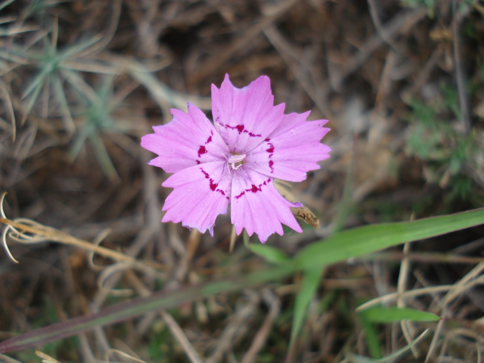 Frumusetile naturii: Garofita pitica de stanca (Dianthus nardiformis)