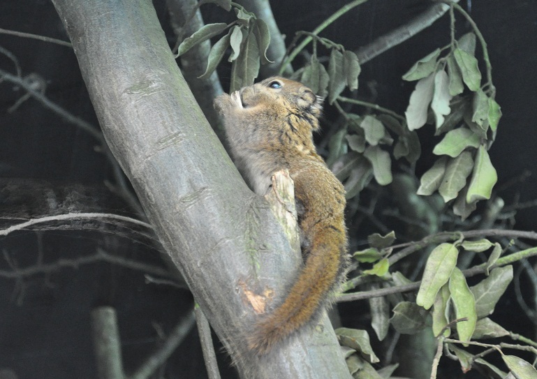 ZOOTOGRAFIANDO (6.096 ANIMALS): ARDILLA RAYADA DE SWINHOE / SWINHOE´S ...