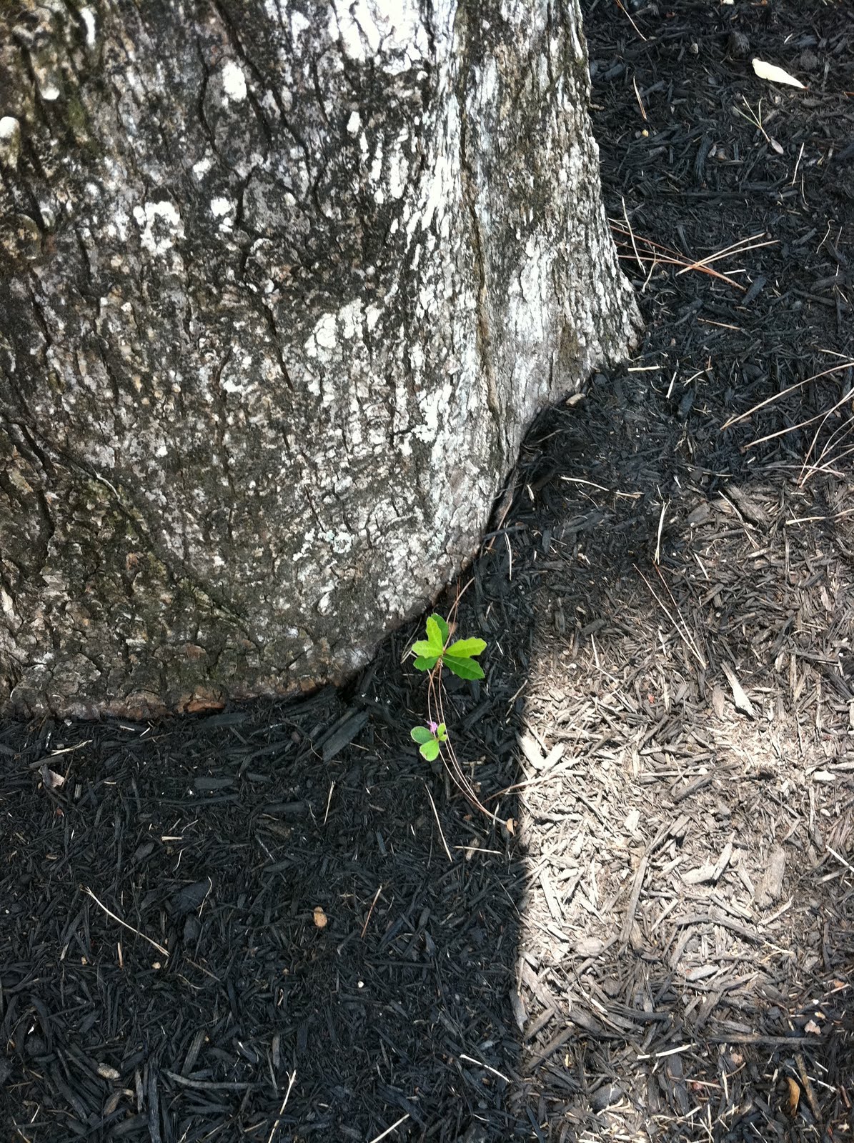 Writeacher's thoughts: Baby oak trees in my back yard!