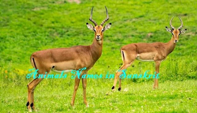 Animals names in Sanskrit