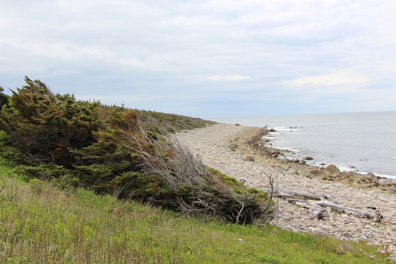 Loving Life on the Road: 17 June 2013 Lighthouses and Cow Head ...