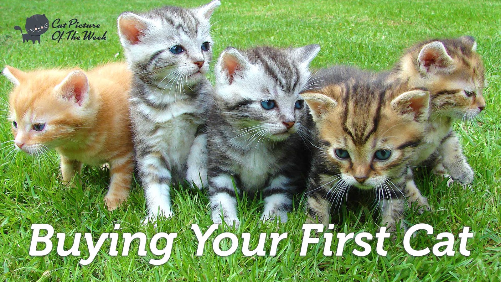 Buying A Cat For The First Time - Cat Picture Of The Week