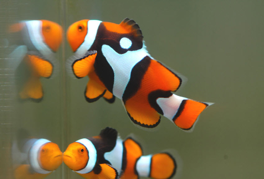 Clownfish | The Biggest Animals Kingdom