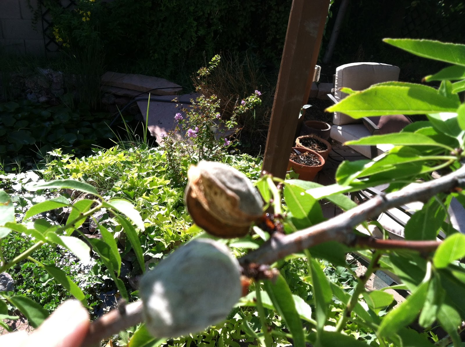Arizona Backyard Eden: Almond harvest