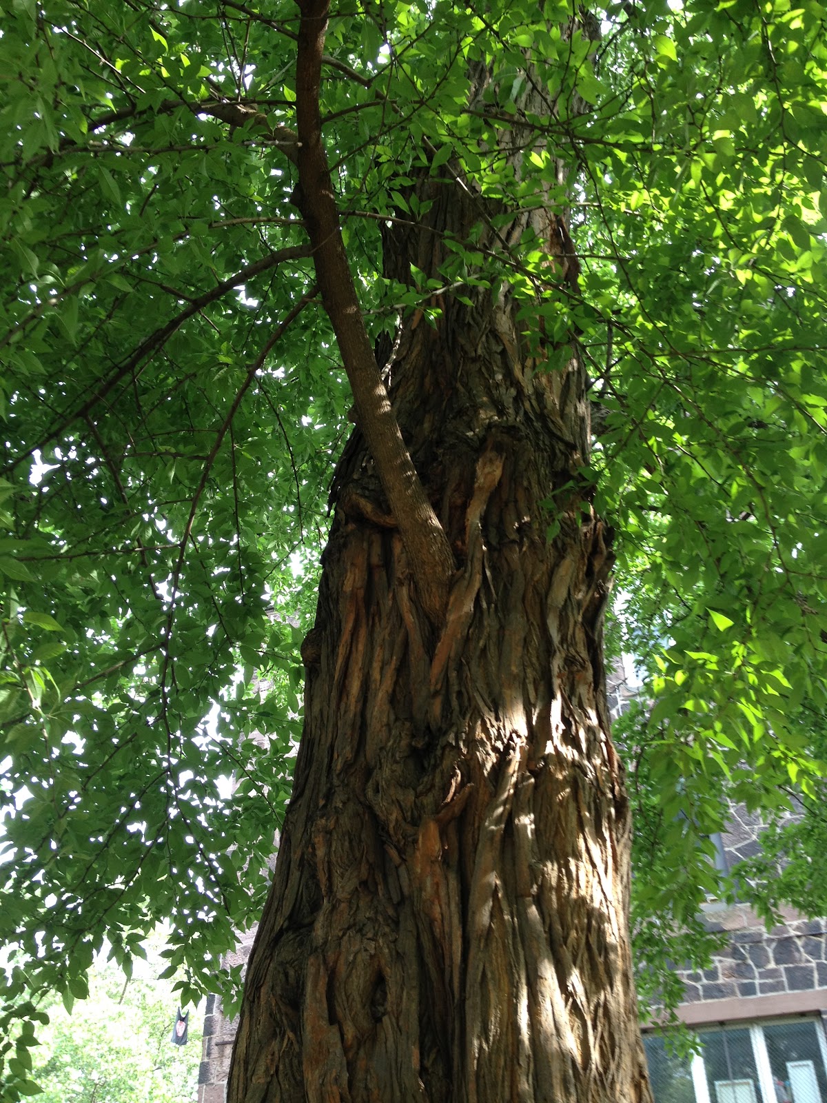 PHILLY TREES: PIONEER TREES