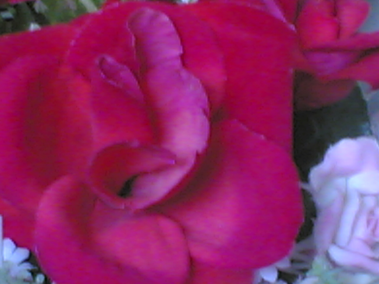 Healthy Big Size Rose Flowering Tips