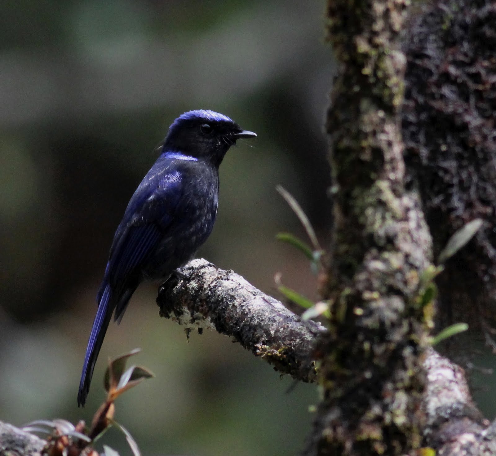 Ron-Nature-Adventures: Birds of Gunung Ulu Kali - Apr 2012