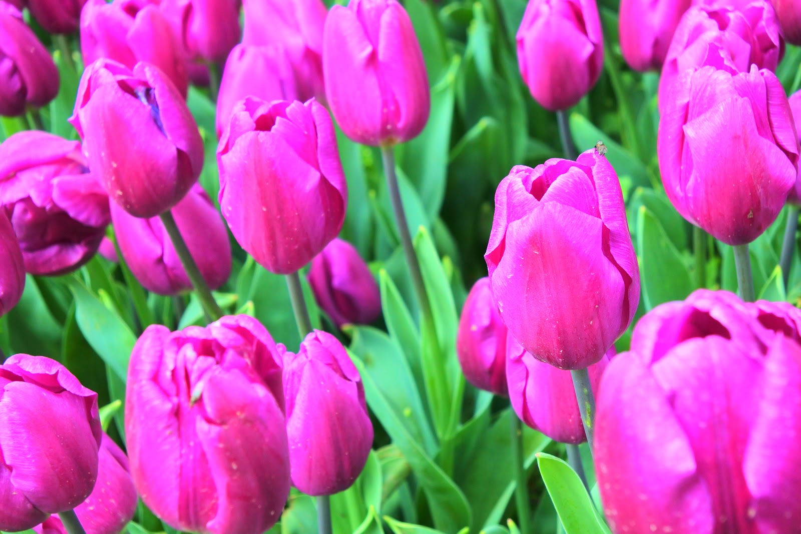 Jalan - jalan Turki 2016: Musim bunga di Istanbul ~ Alhamdulilah...di ...