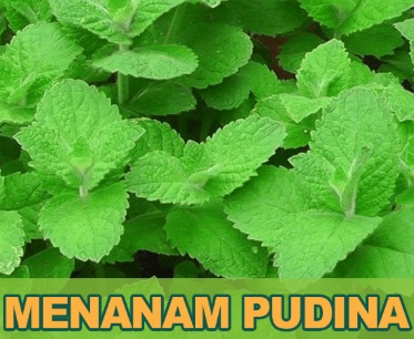 Anim Agro Technology: FAKTA TENTANG PUDINA