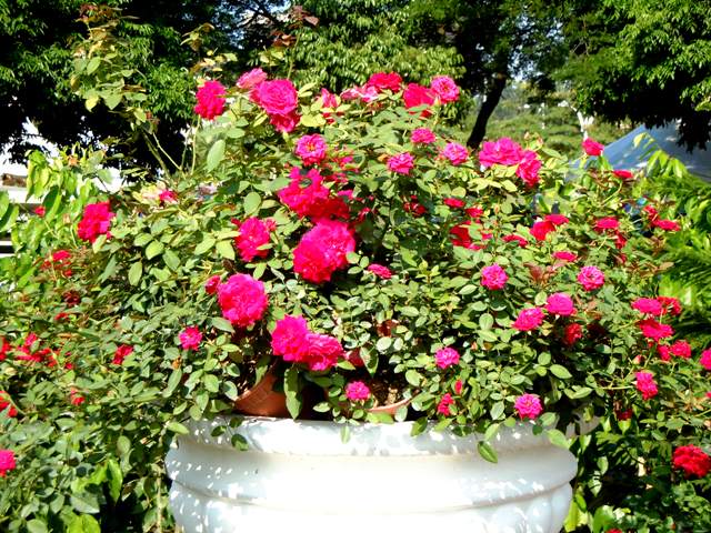 MPV LANDSKAP DAN NURSERI: ROS TETAP MENJADI PILIHAN...