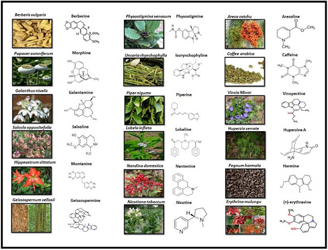 KIMIA BAHAN ALAM: Potensi Pemanfaatan Alkaloid untuk makhluk hidup