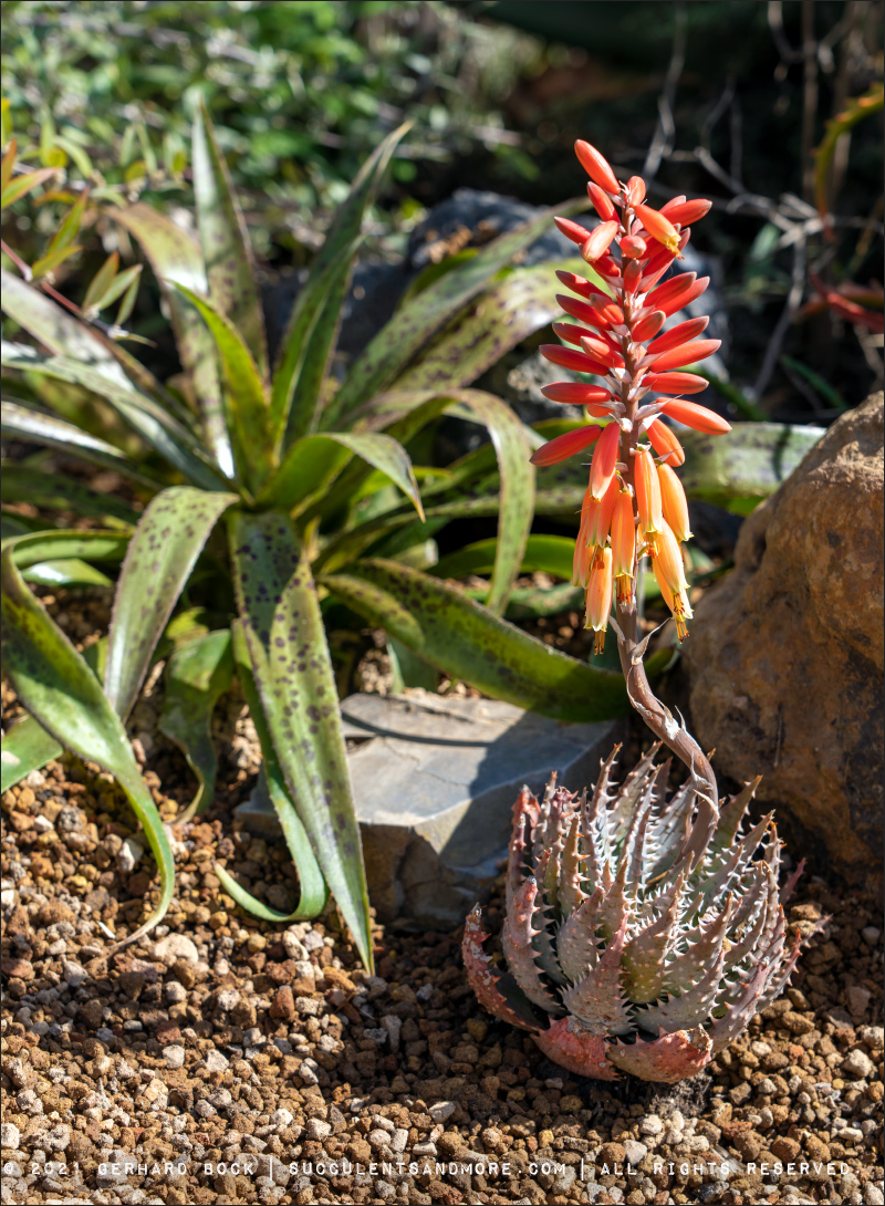 Non-aloe front garden highlights, February 2021