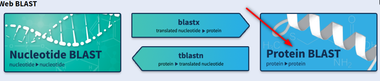 How to Convert nucleotide sequence into protein and perform BLAST on it ...