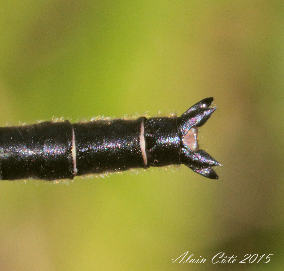 Libellules Québec - Quebec Dragonflies and Damselflies: juin 2015