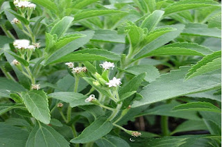 STEVIA PLANTA MEDICINAL Y ENDULZANTE NATURAL - SALUDABLE Y POSITIVO