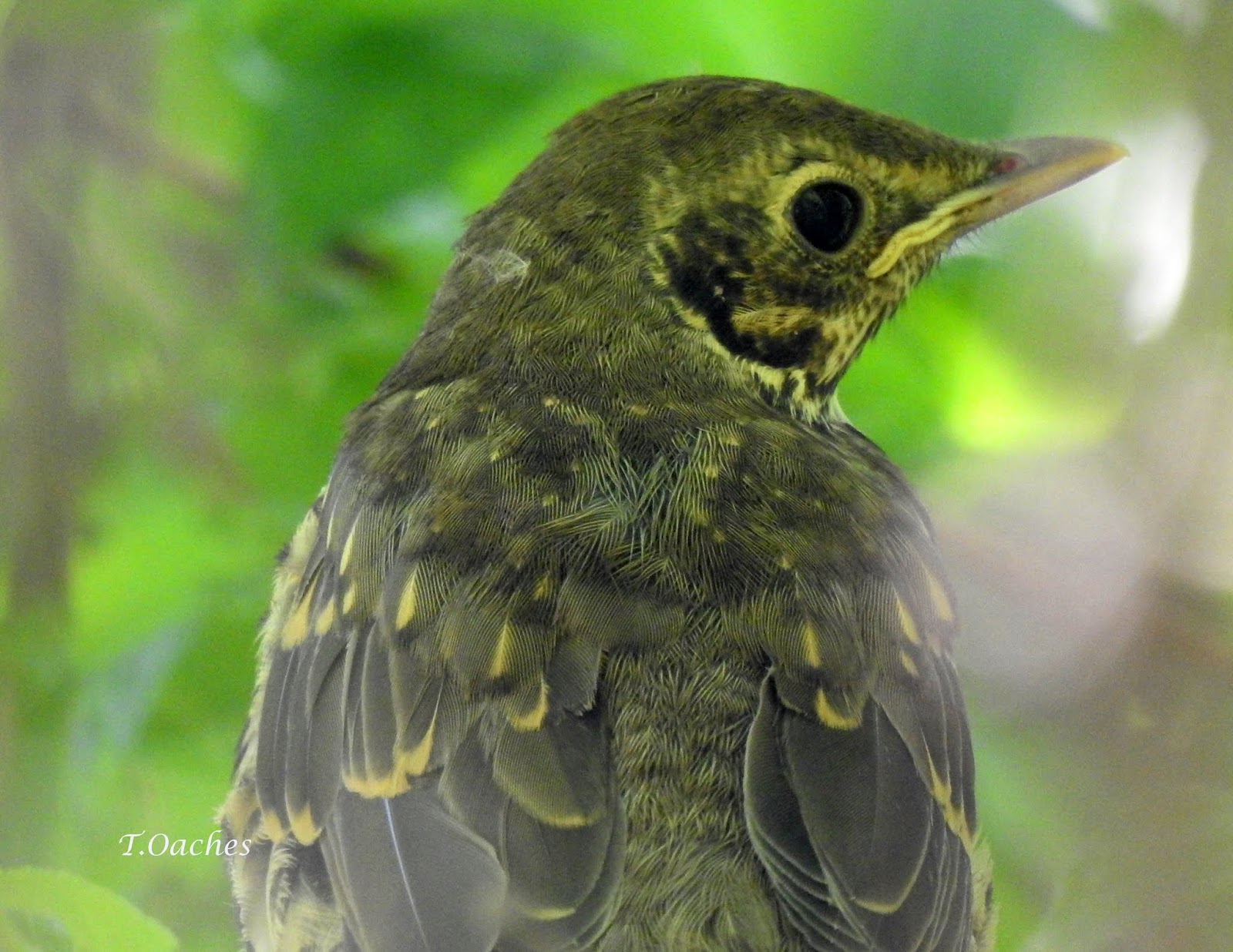 PASARI DIN ROMANIA: STURZ CANTATOR, Turdus philomelos