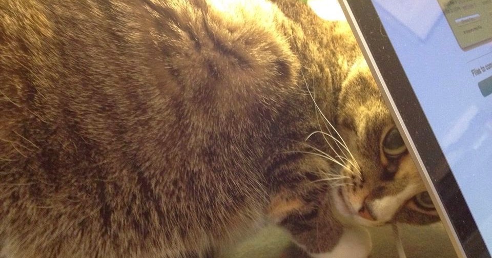 Catladyland: Cats are Funny: What Goes on Behind the Laptop