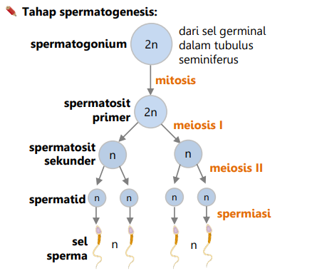 Wety Yuningsih: Materi Gametogenesis Bab Reproduksi Sel (Pembelahan Sel ...