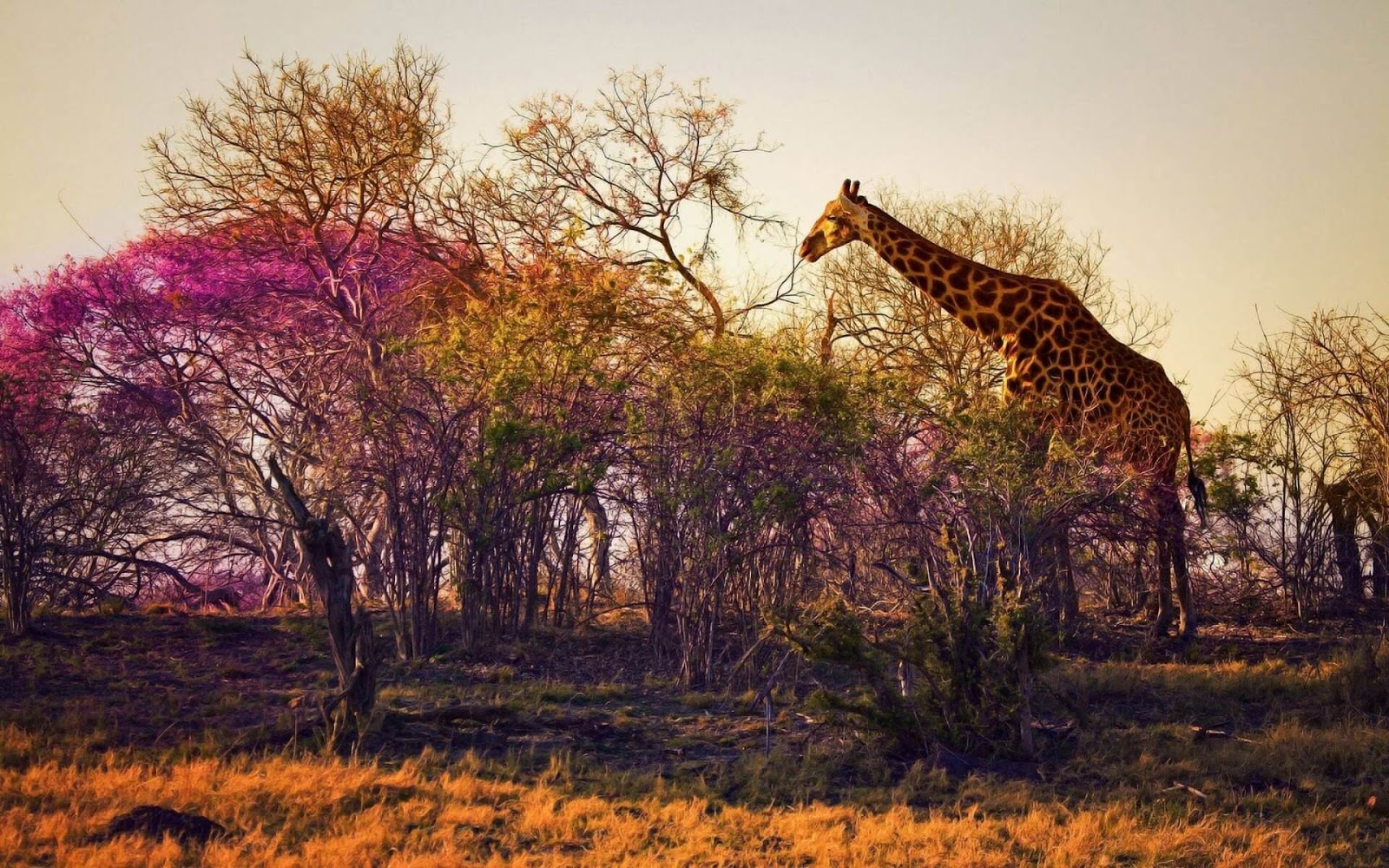 Giraffe in Trees Wallpaper