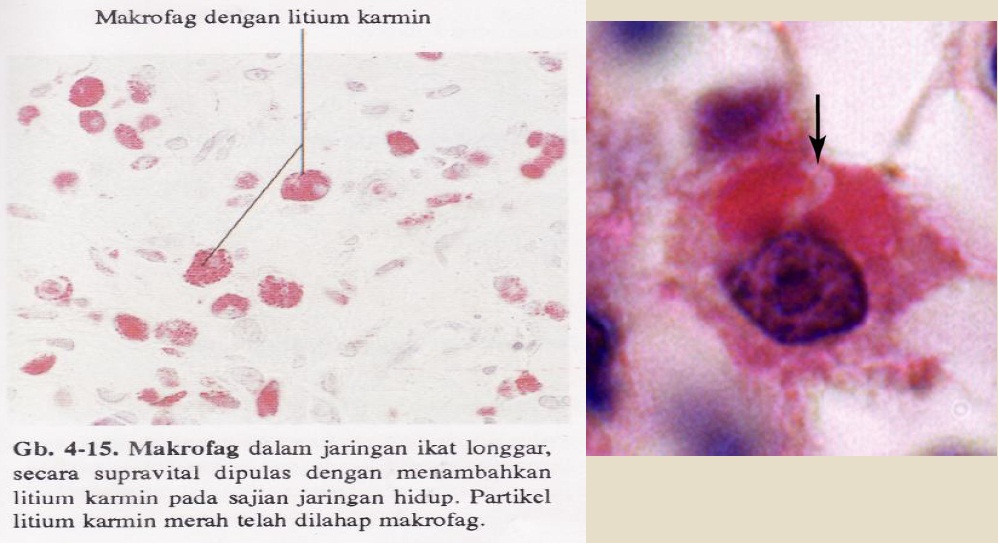 Makrofag dalam kultur jaringan - BIOSAINS