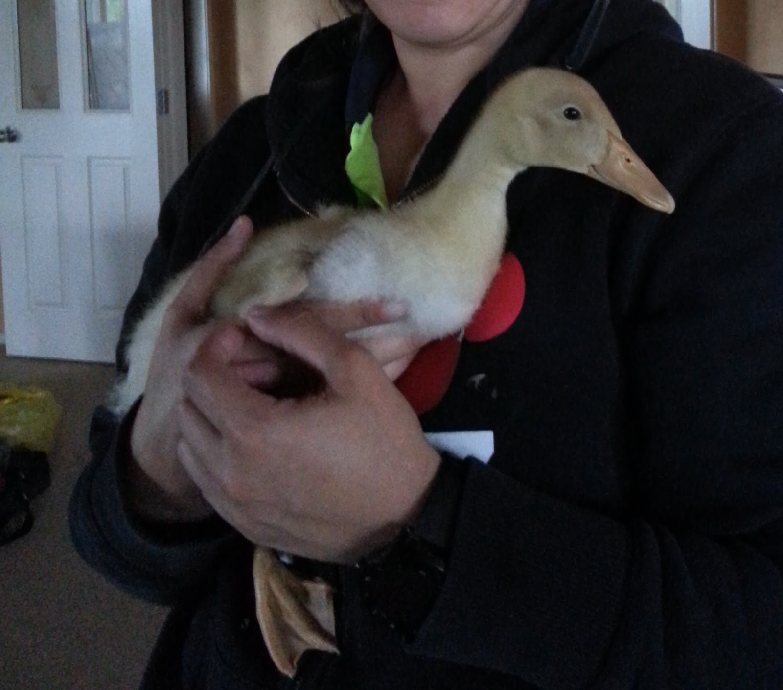 Cheeps and quackers: 20 weeks of Buff Orpington ducks