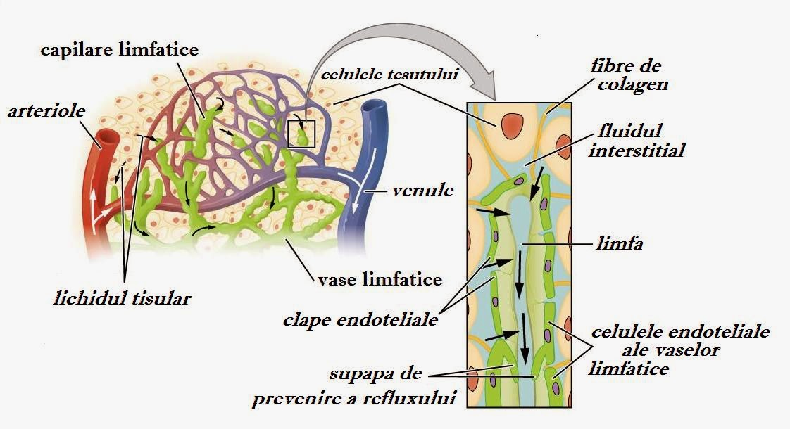 Angel Blue: Sistemul Limfatic