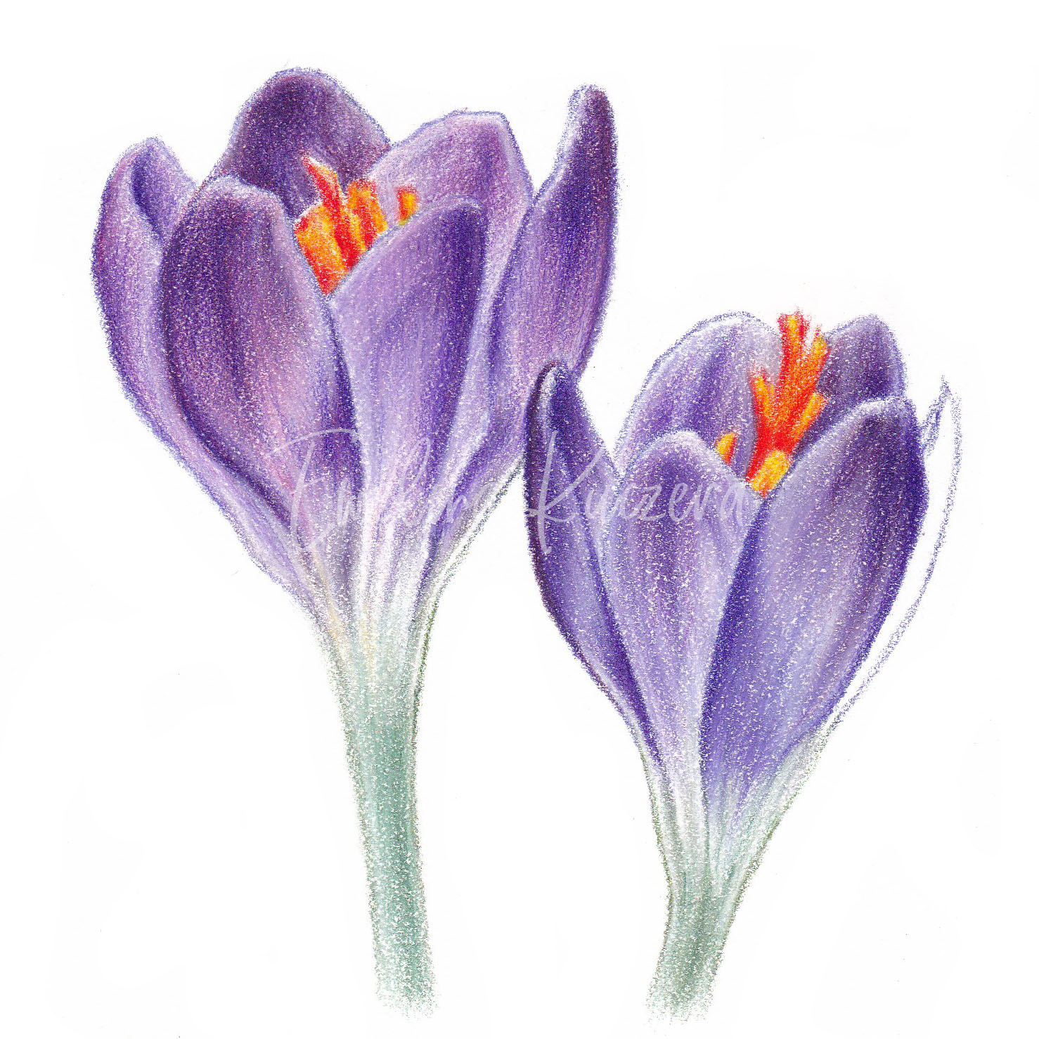 How to draw flowers with colored pencils - a step by step tutorial ...