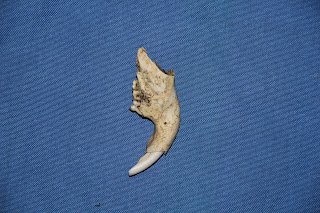 The Animal Bone Yard : groundhog skull