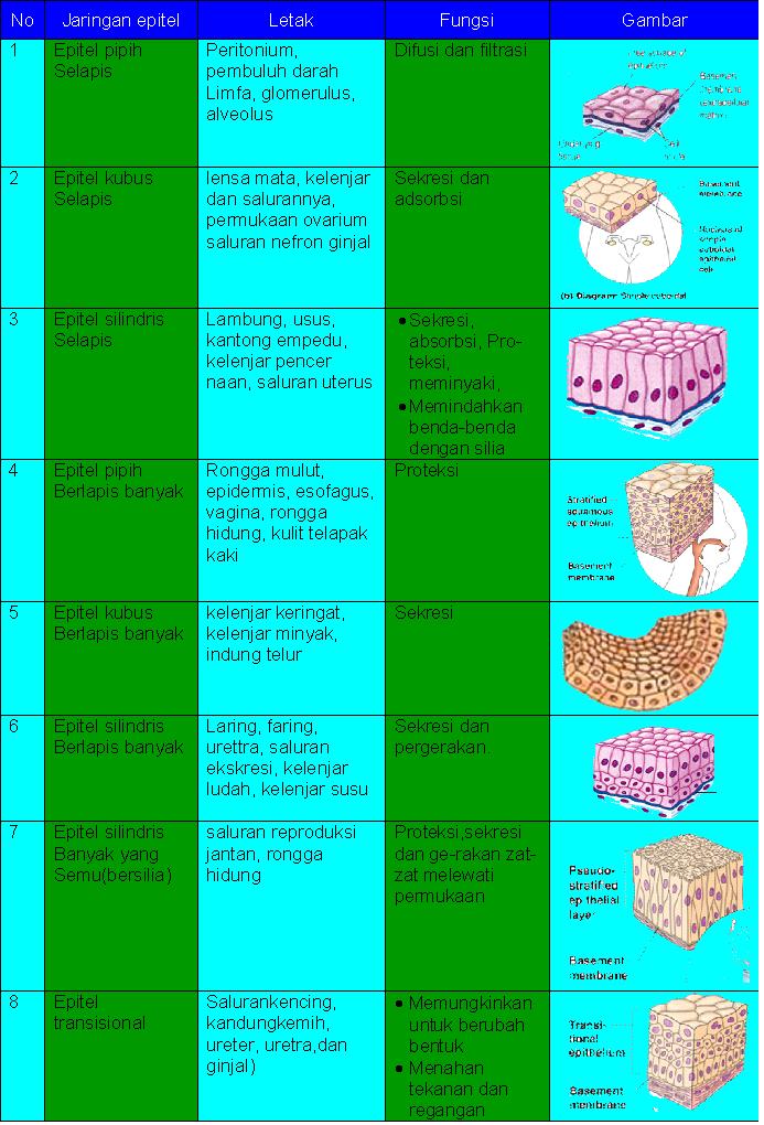 nr: a. Jaringan Epitel Menurut Bentuk