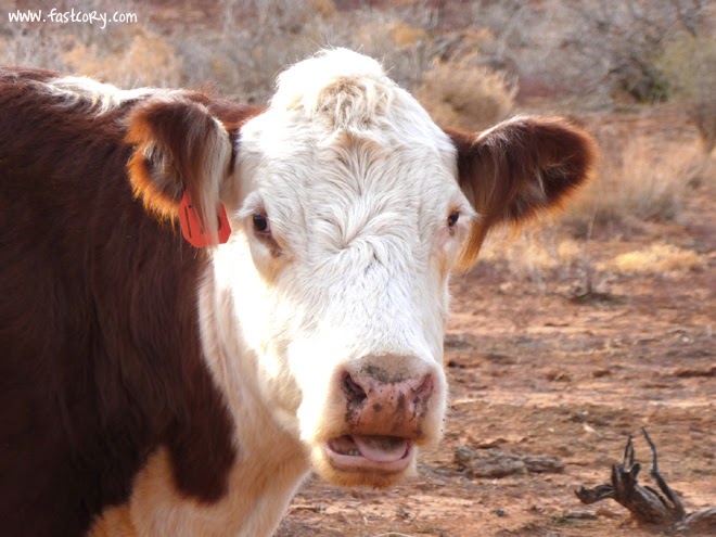 Fast Cory: Running With Territorial Cows