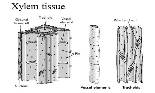 BELAJAR BIOLOGI: Struktur Dan Perkembangan Xylem Dan Floem
