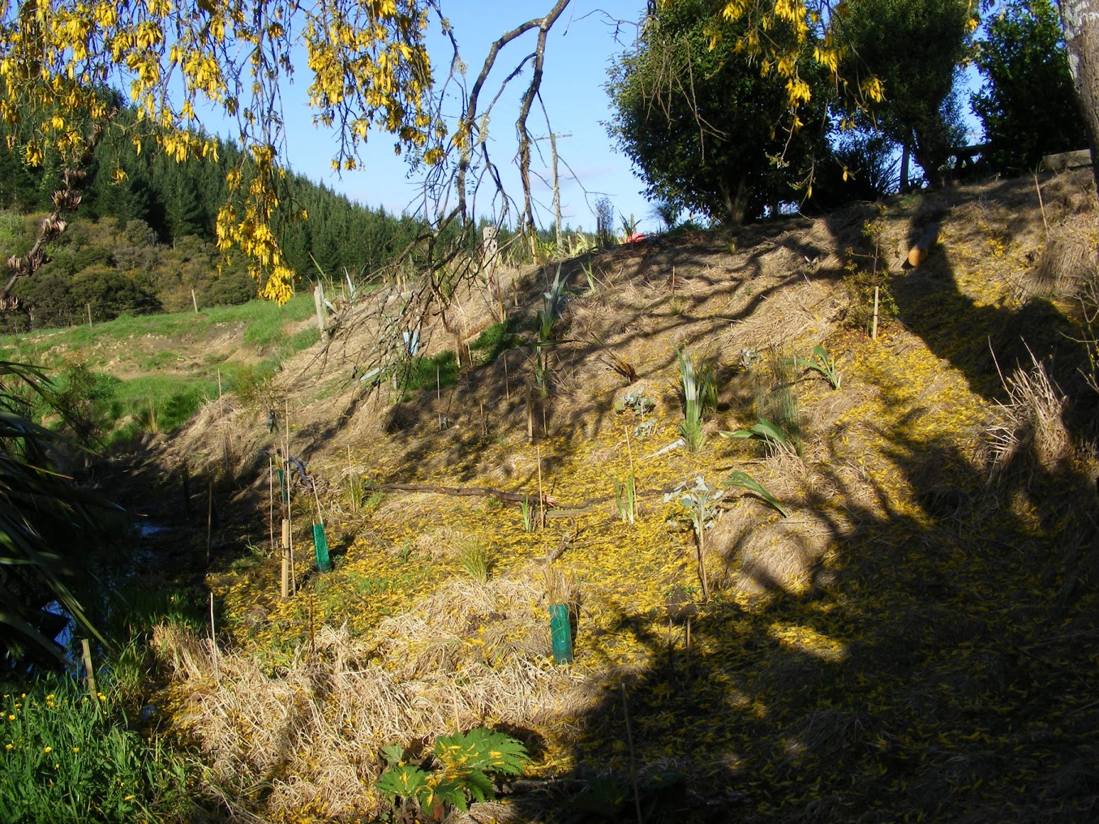 Rachel Callaghan Landscape Architect, NZ: 2017