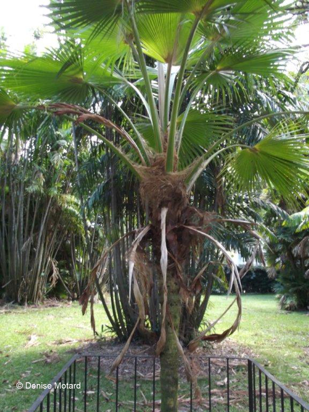 FOSTER BOTANICAL GARDEN