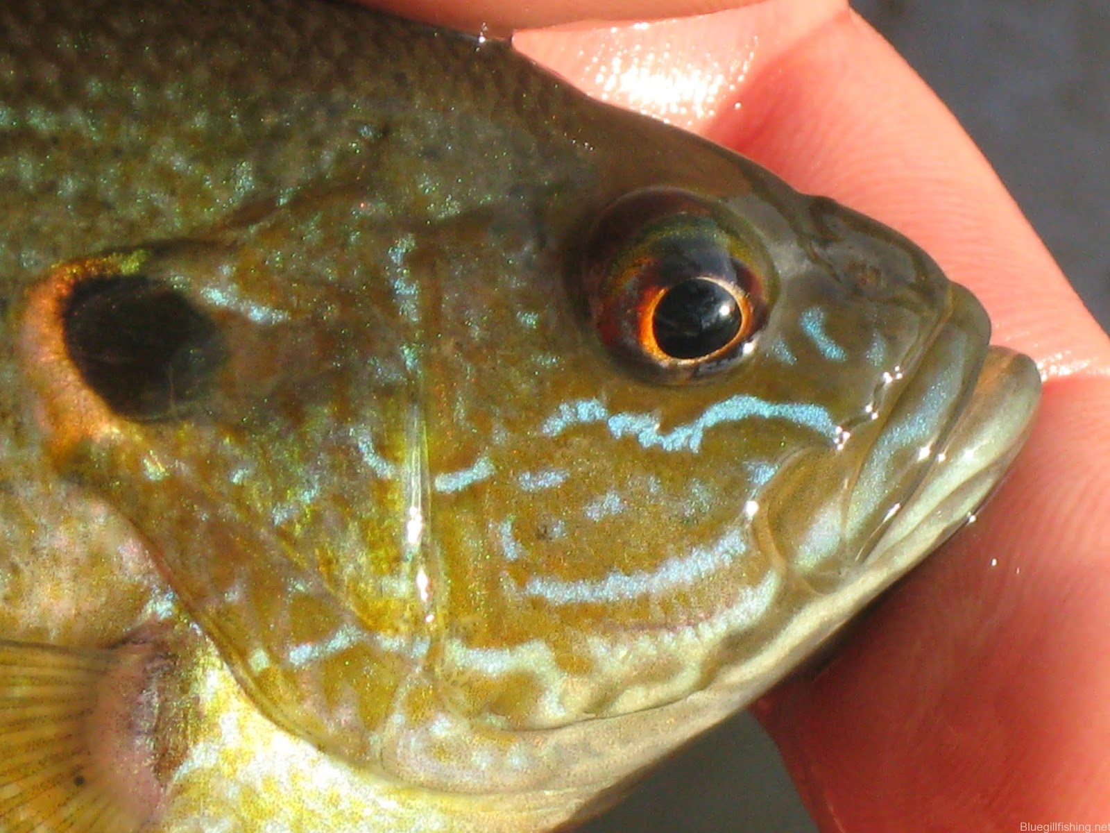 Virginia Tech Ichthyology Class : September 2016