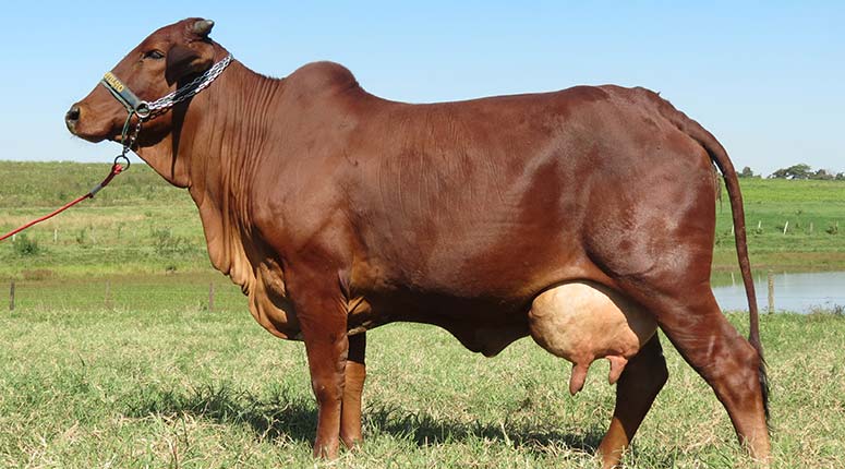 BOVINOCULTURA SUBSEQUENTE 2017: RAÇAS