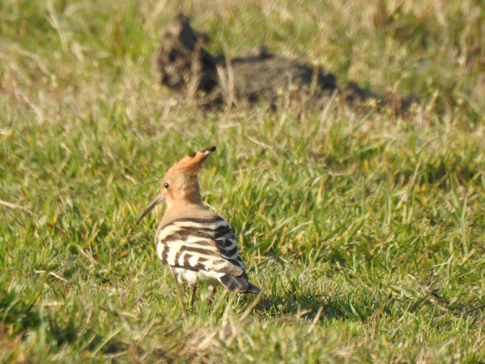 PASARI DIN ROMANIA: PUPAZA, Upupa epops
