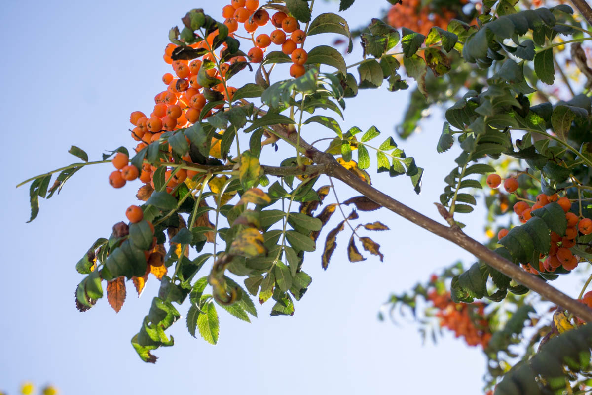 Plantas de Huerta Otea, Salamanca: Serbal silvestre, de los cazadores ...