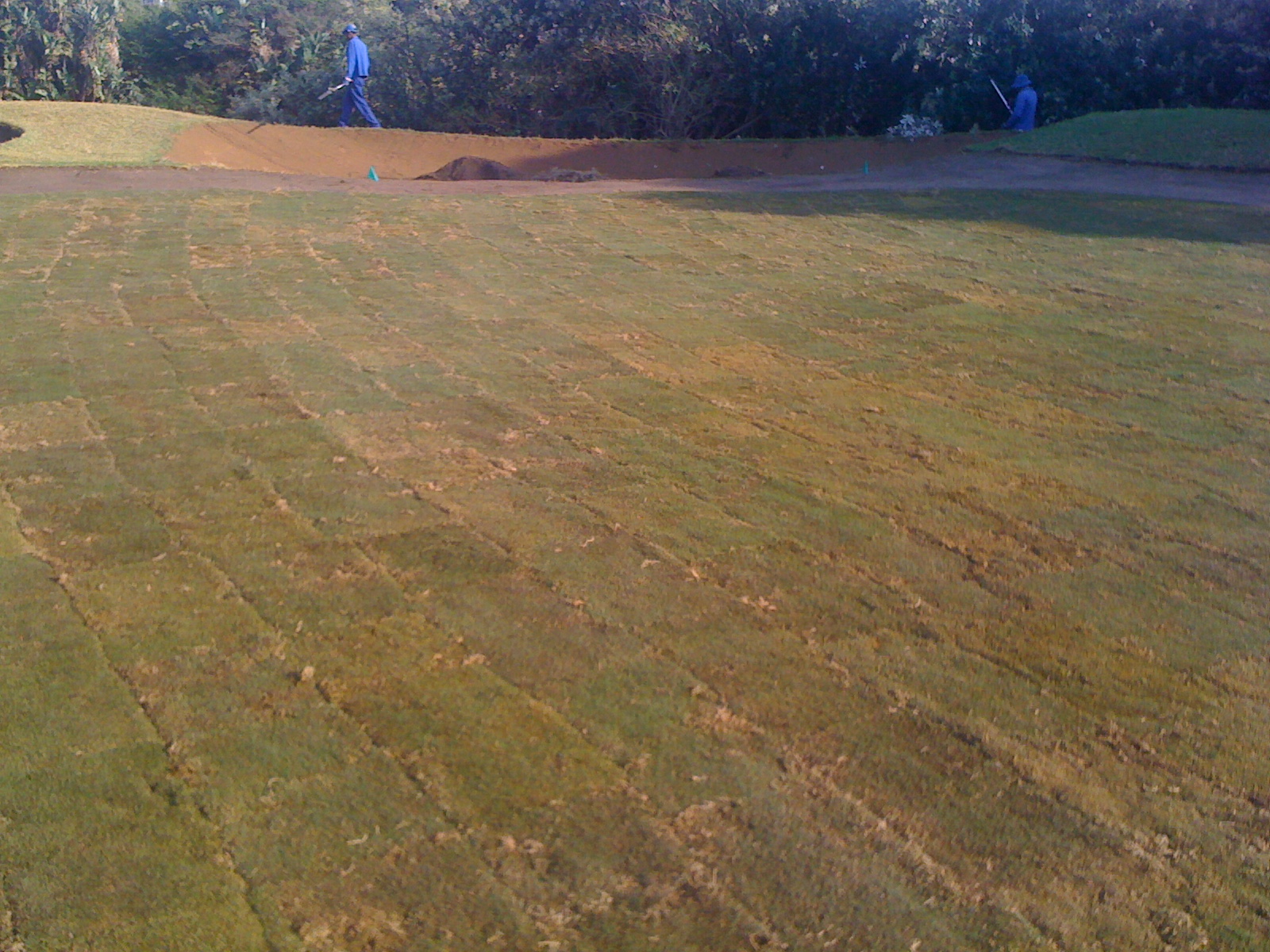 Durban Country Club Golf Course: The Old DCC paspalum greens vs. The ...