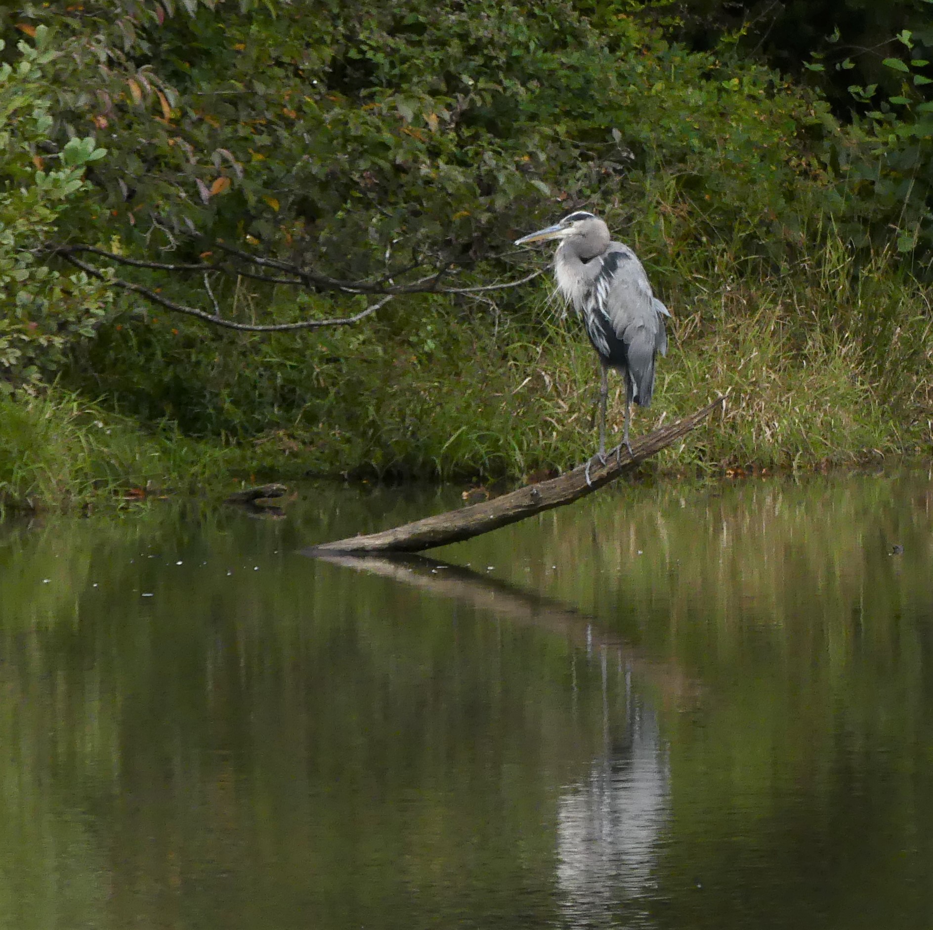 Raleigh Daily Photo: Two lakes, two birds