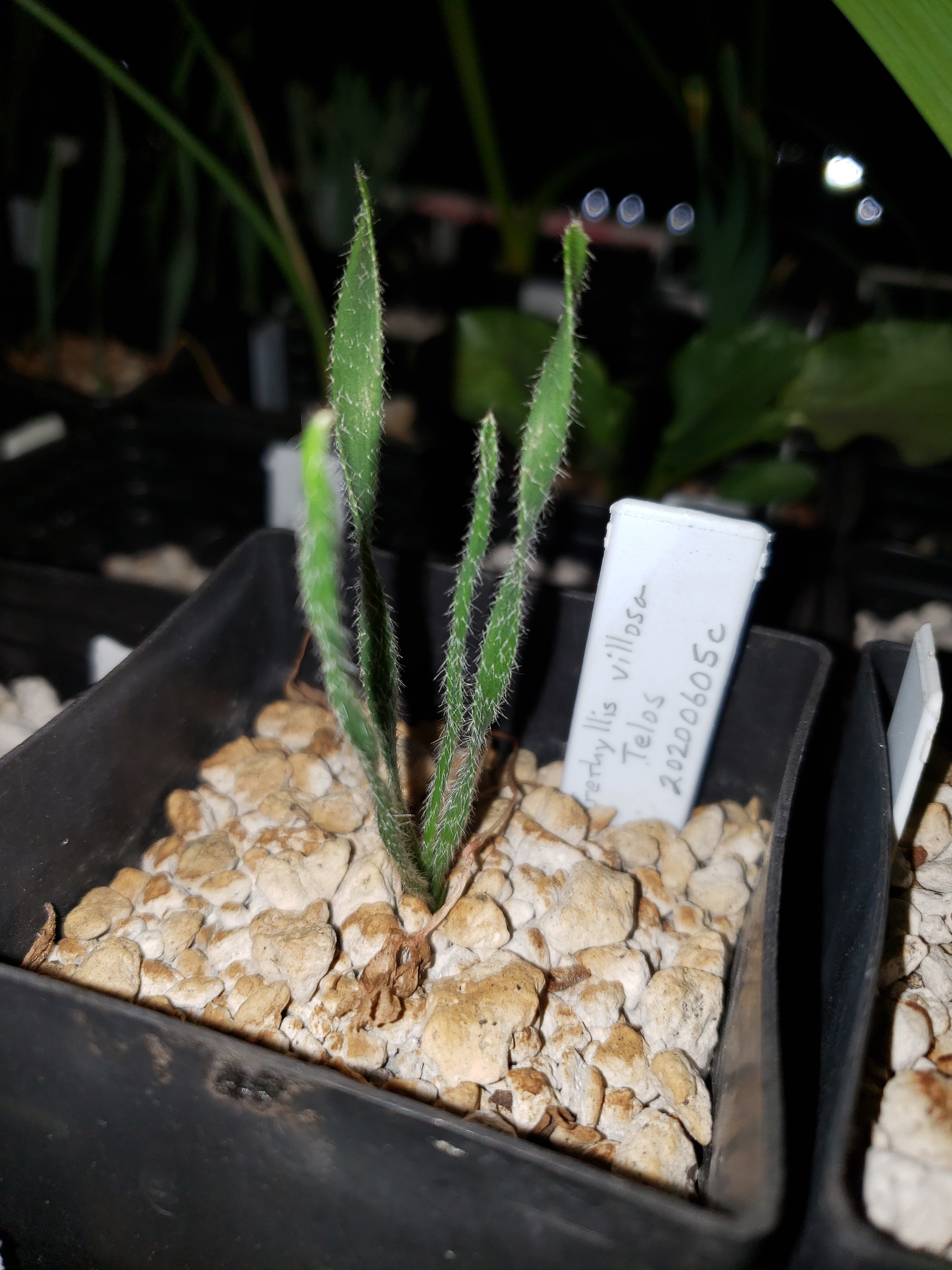 Musings from Little Grove Farm: Kukumakranka - the wonderful edible ...