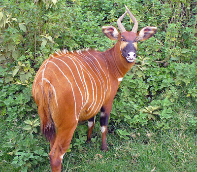 Synapsida: Bovines: Bongos in the Jungle